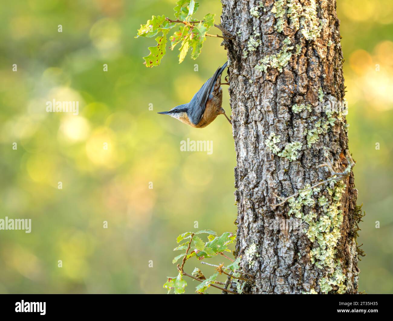 Eurasian Nuthatch (Sitta europaea), perched on lichen covered oak tree ...