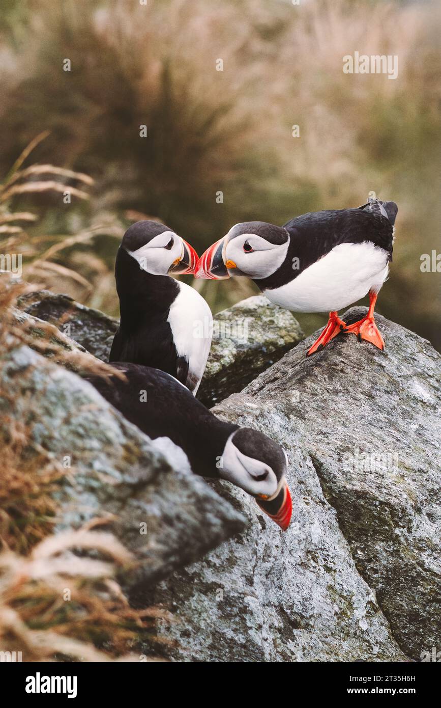 Puffin birds romantic couple in love, birdwatching in Norway. Cute ...