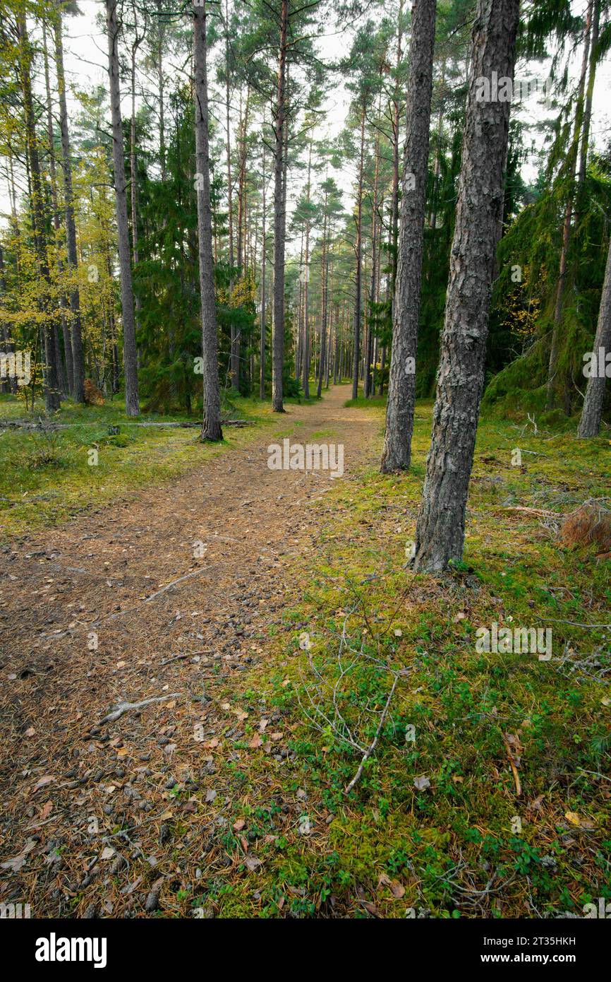 Wooden footbridge through forest area hi-res stock photography and ...