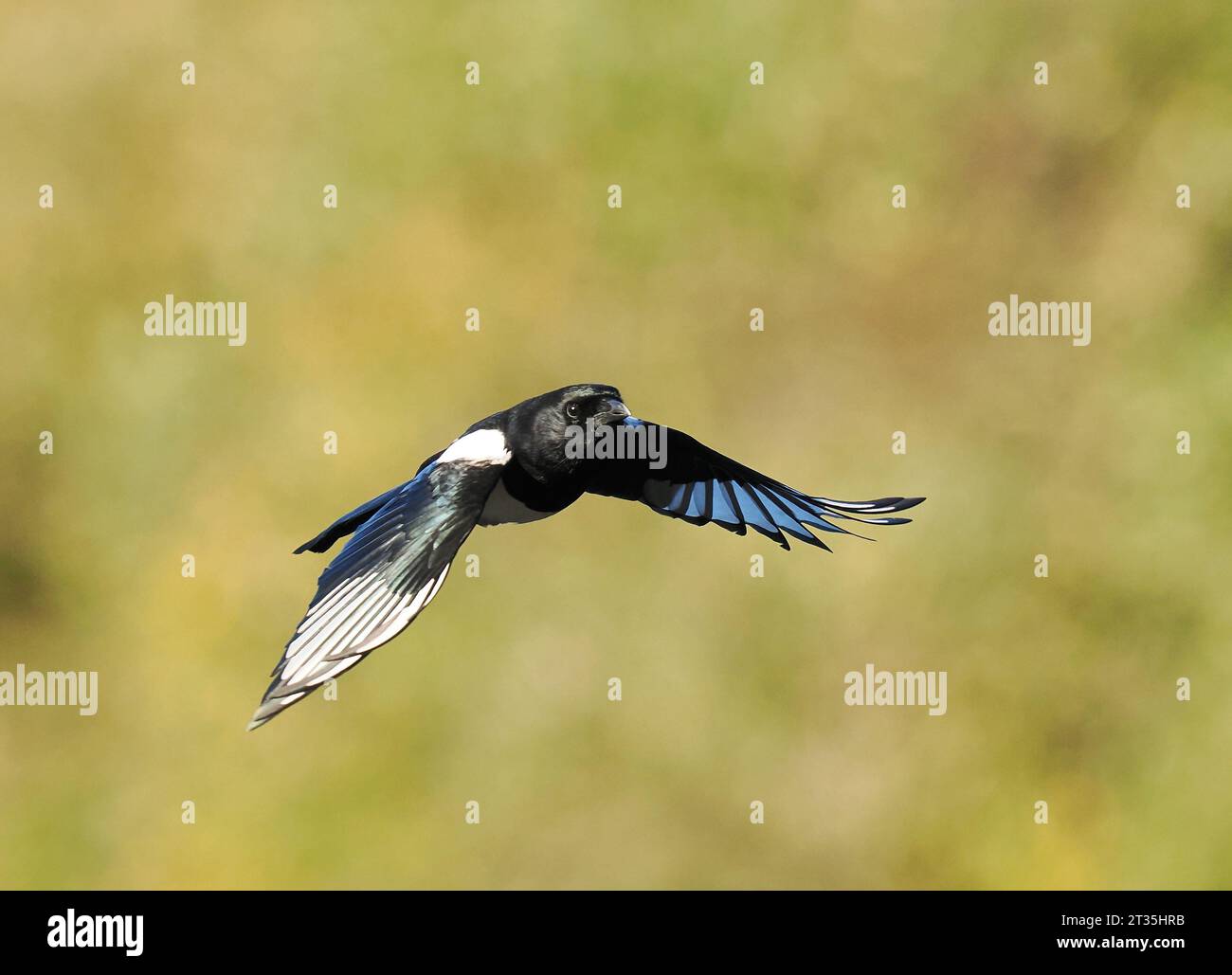 Magpies are difficult to follow in flight due to their flaps, glides ...