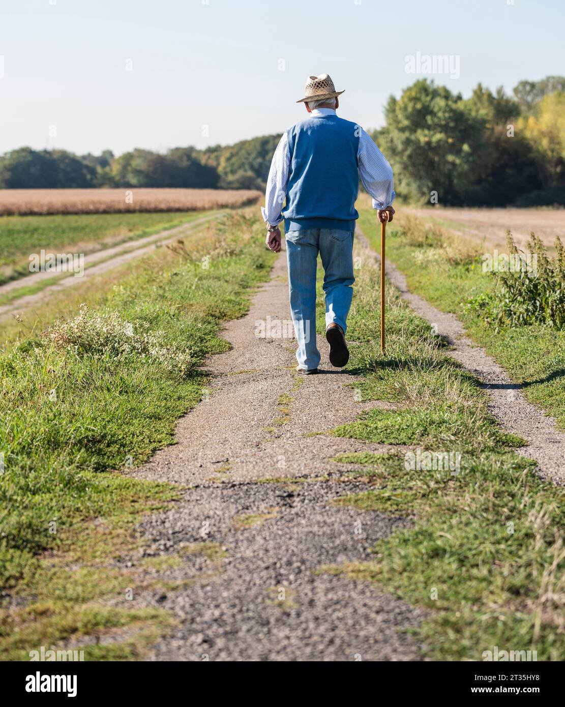 Senior man with a walking stick, walking in the fields, rear view Stock ...