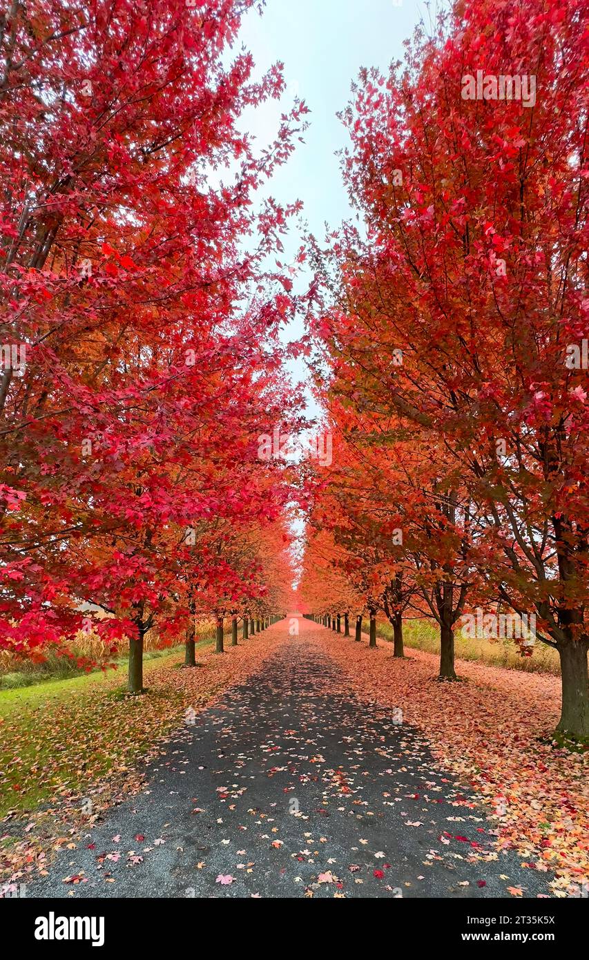 Red maple tree lined driveway in autumn near St. Andrews West, Ontario ...