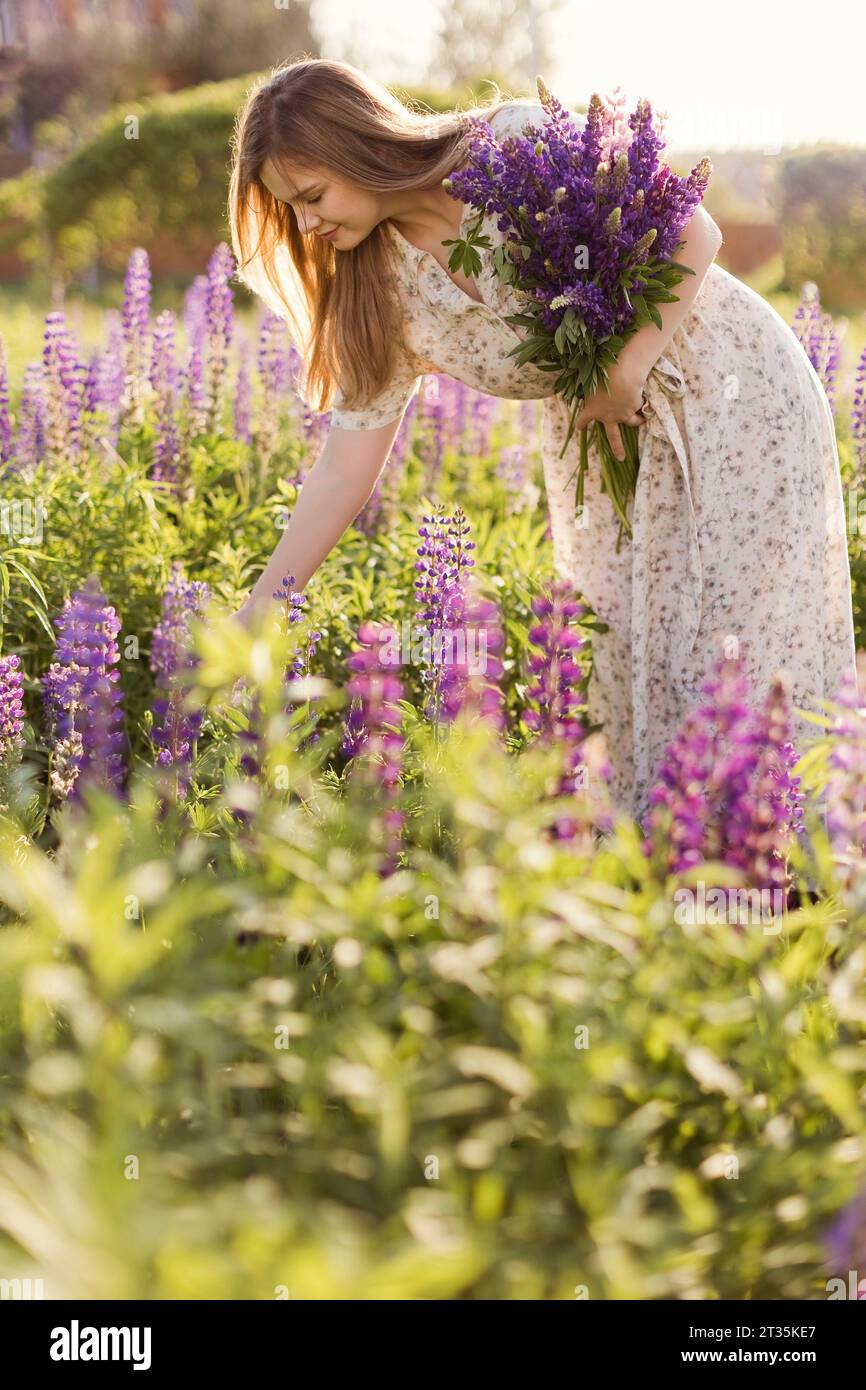 Lupine in field on sunny hi-res stock photography and images - Alamy