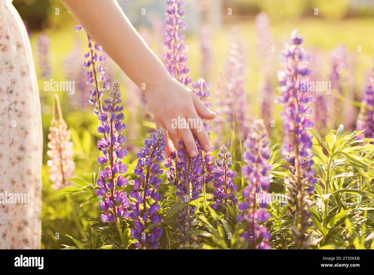 Woman hand touching flowers hi-res stock photography and images - Alamy