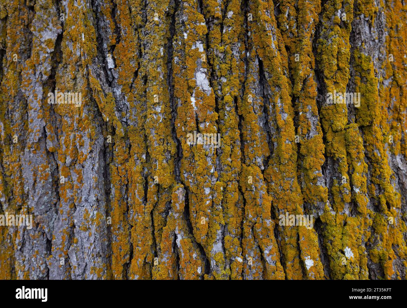 Cracked bark on tree hi-res stock photography and images - Alamy