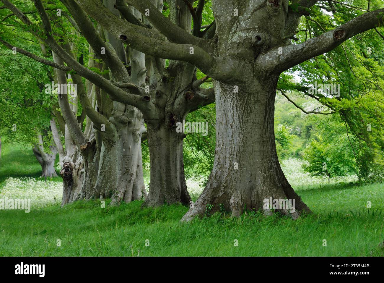 UK, England, Row of old beech trees in summer Stock Photo - Alamy
