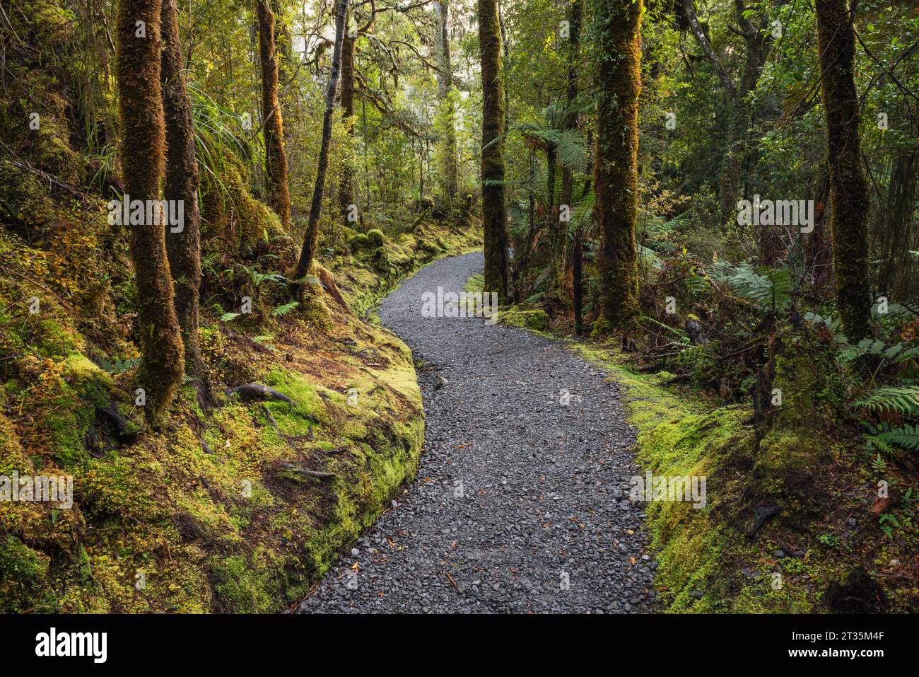 New Zealand, South Island New Zealand, Lake Matheson footpath ...