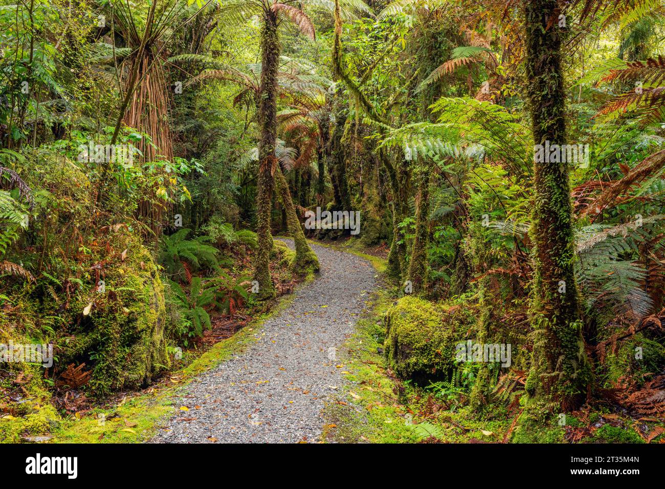 New Zealand, South Island New Zealand, Footpath stretching through ...