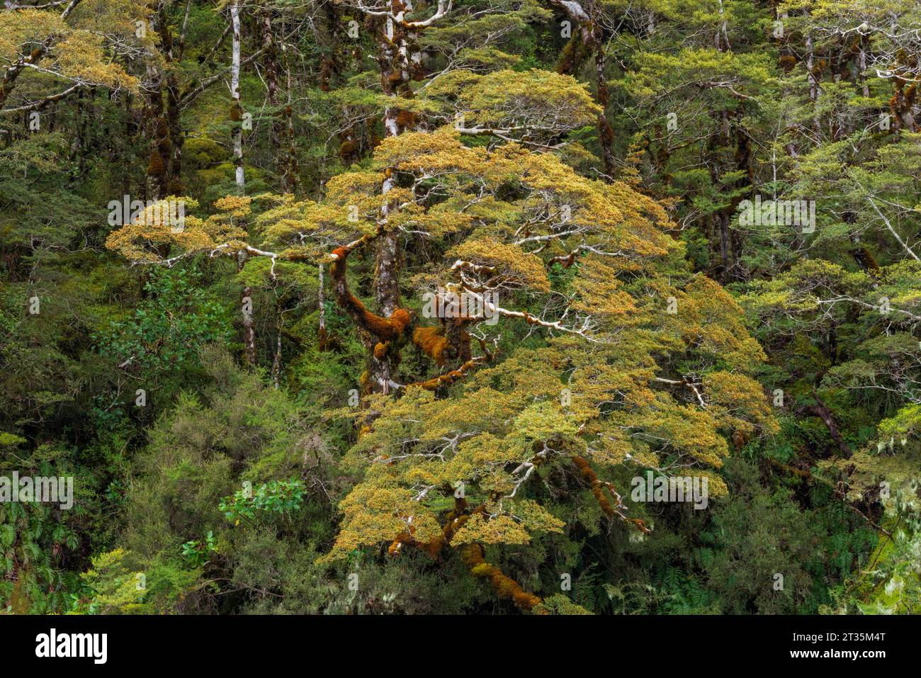 New Zealand, South Island New Zealand, Beech tree covered in lichen ...