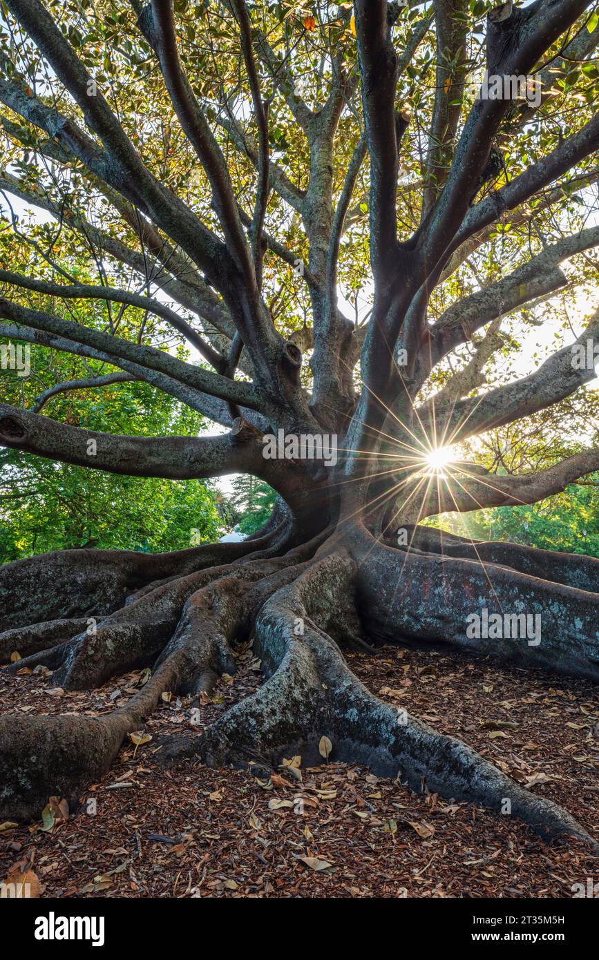 Ficus macrophylla moreton bay fig hi-res stock photography and images ...