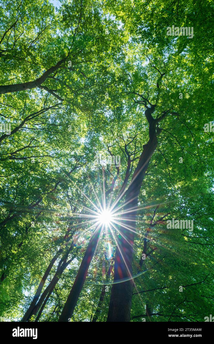 Sun shining through green canopy of beech trees (Fagus sylvatica Stock ...