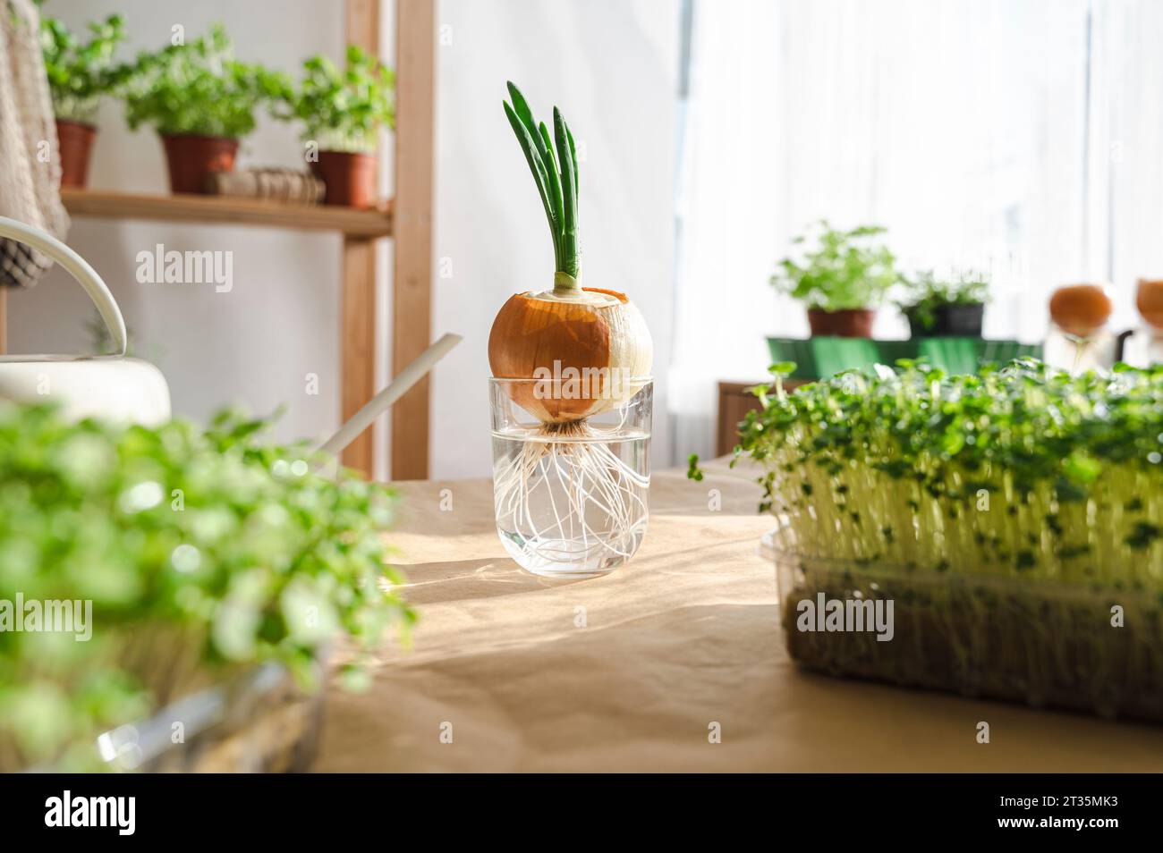 Onion bulb amidst microgreens on table at home Stock Photo - Alamy