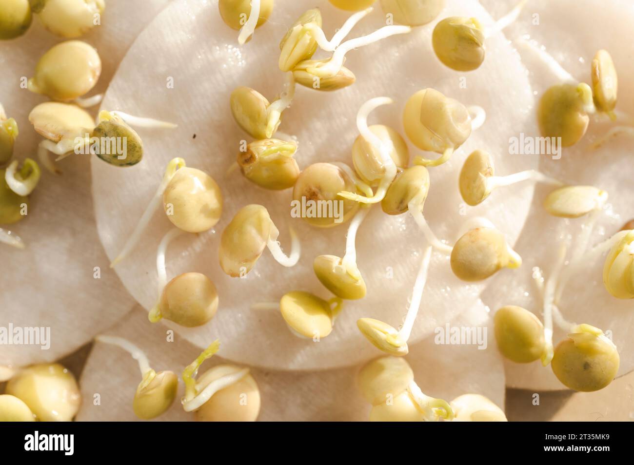 Cotton seedling hi-res stock photography and images - Alamy