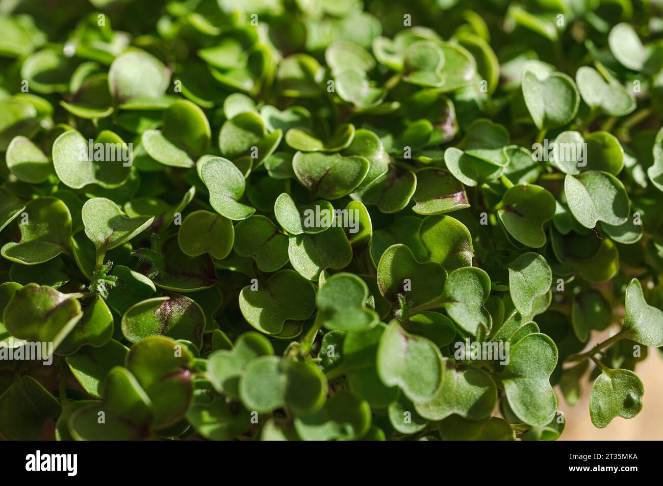Microgreens cultivation hi-res stock photography and images - Alamy