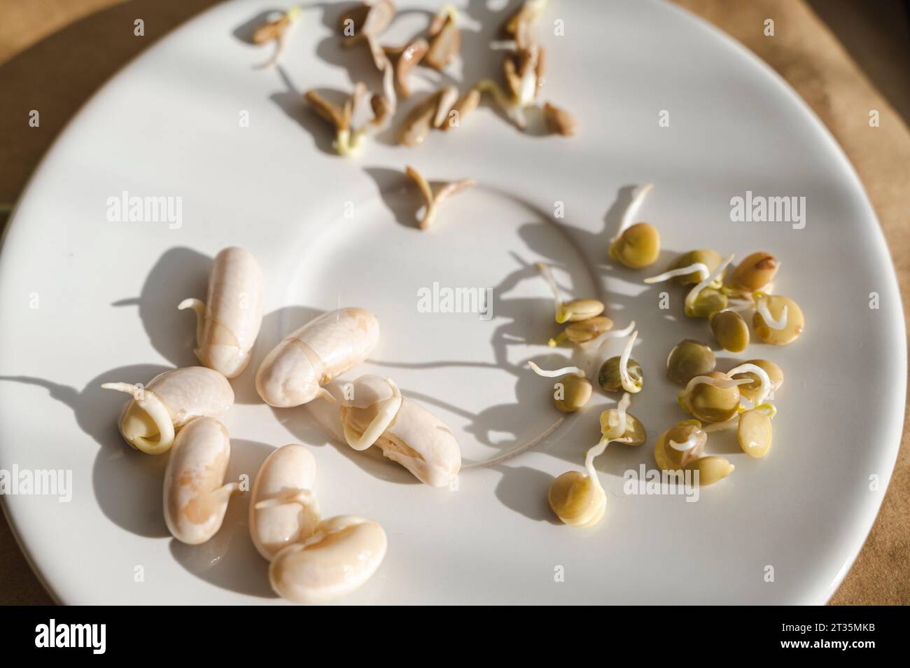 Beans germs with lentils and sunflower seeds on plate Stock Photo - Alamy