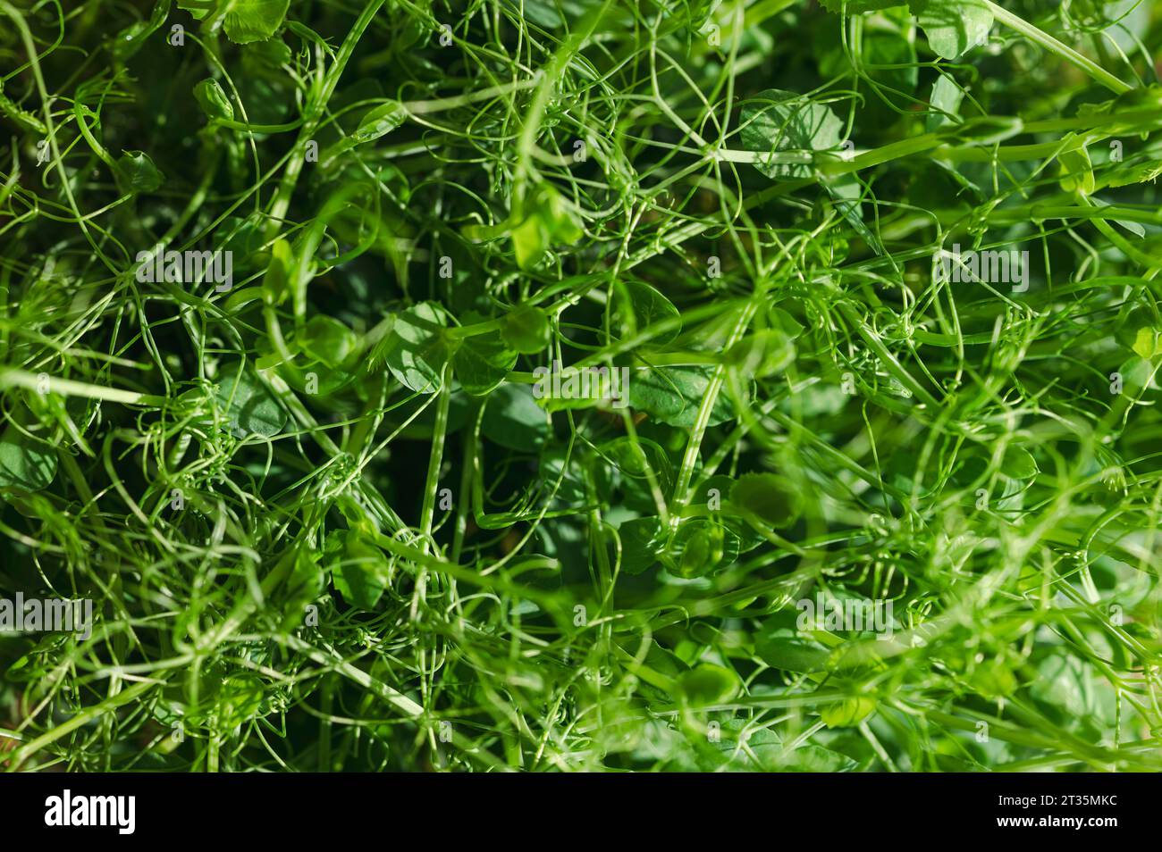 Microgreens cultivation hi-res stock photography and images - Alamy