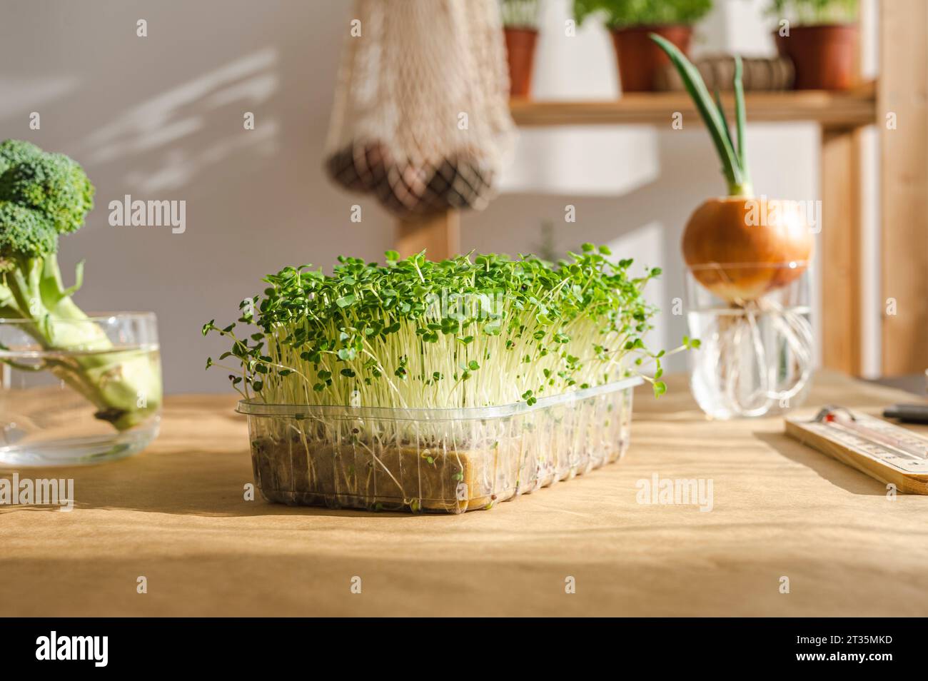 Fresh microgreens in container on table at home Stock Photo - Alamy