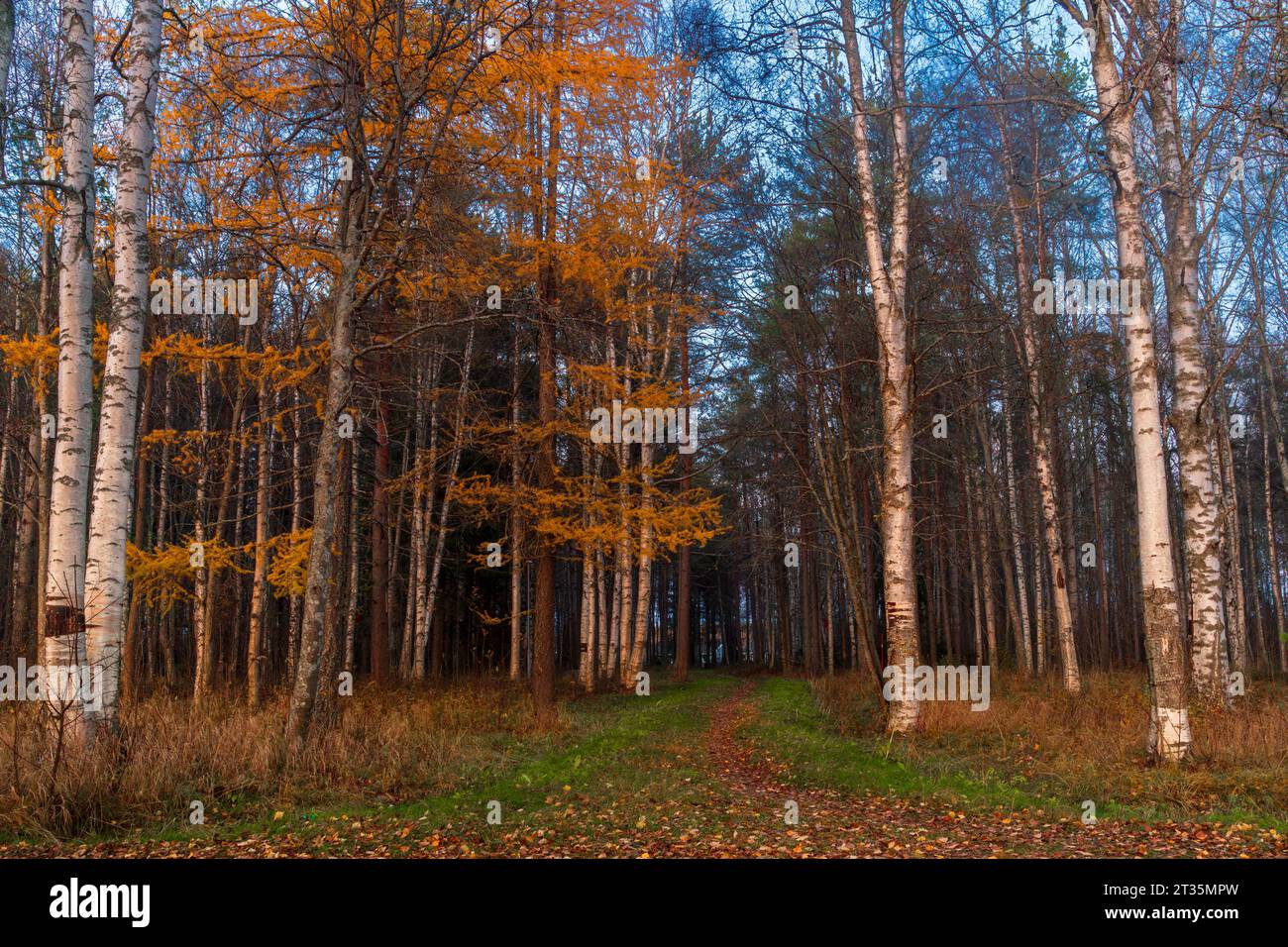 Public park in fall colors Stock Photo - Alamy