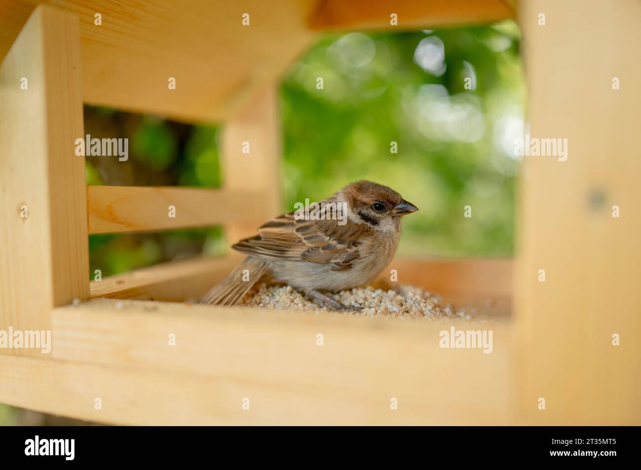 Hanging sparrow hi-res stock photography and images - Alamy