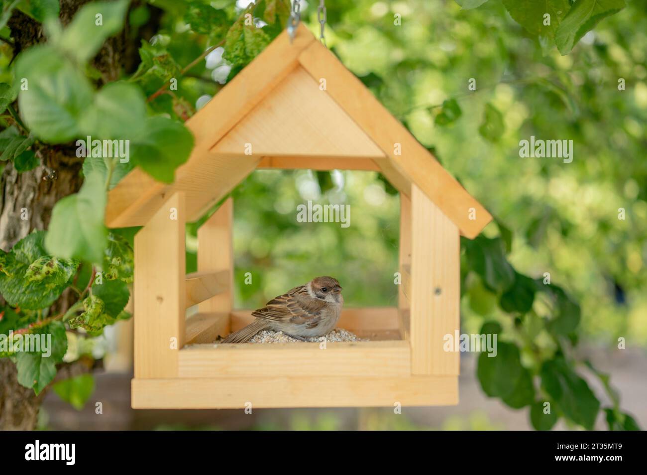 Sparrow sitting in birdhouse hanging on tree Stock Photo - Alamy