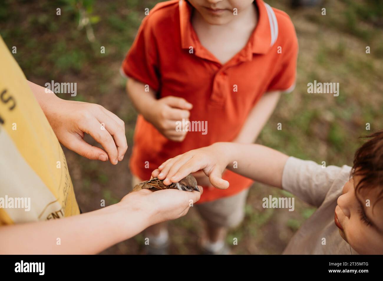 Affectionate sparrows hi-res stock photography and images - Alamy