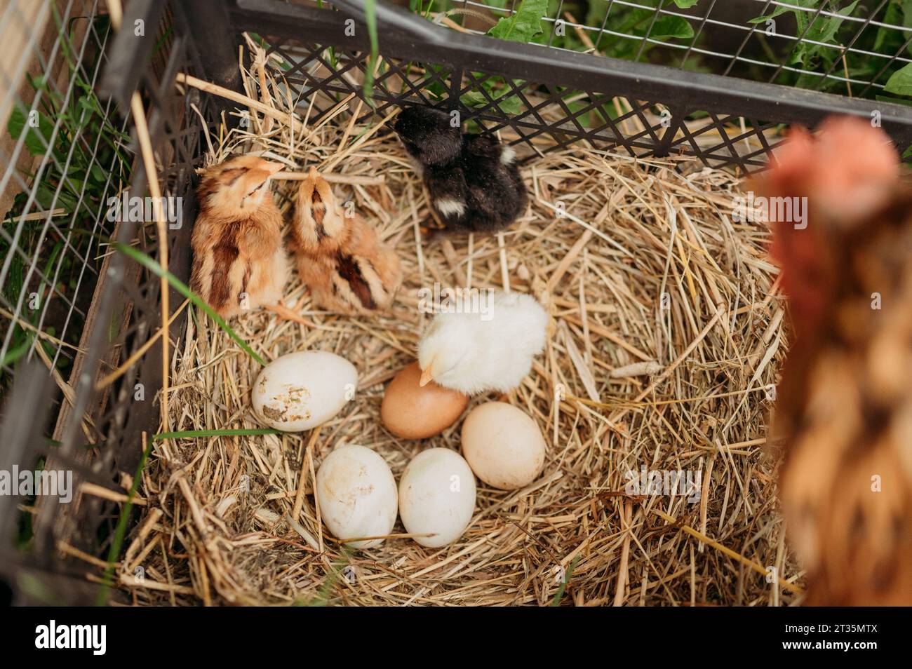 Chicken and chicks with eggs on hay in crate Stock Photo - Alamy