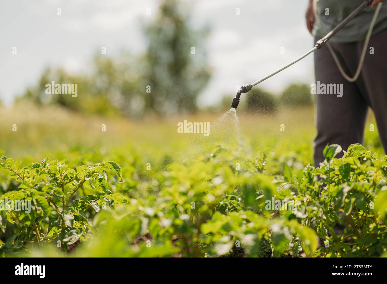 Farmer spraying insecticide on potato plants at farm Stock Photo - Alamy