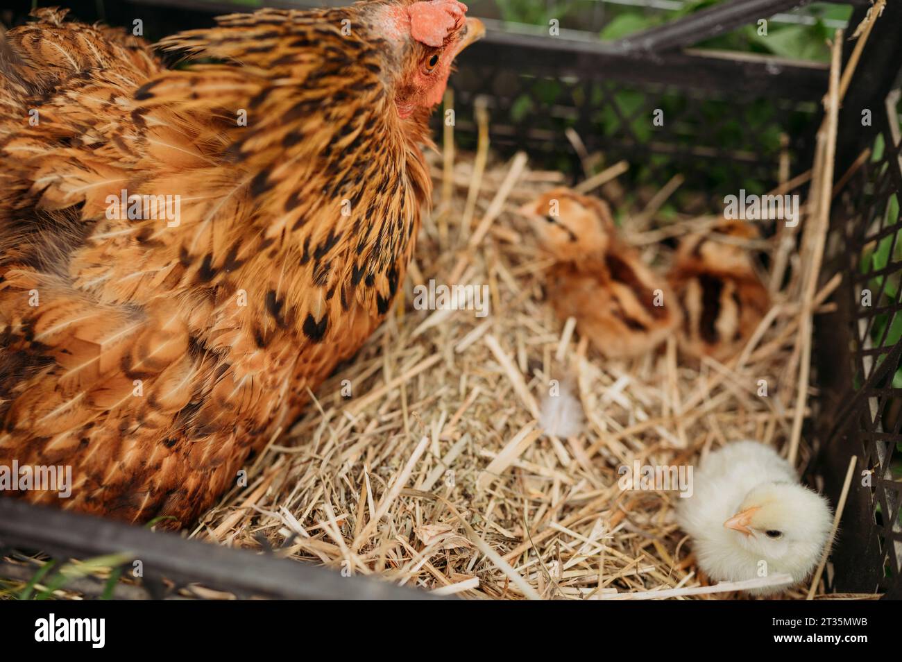 Chicken with chicks on hay in crate Stock Photo - Alamy