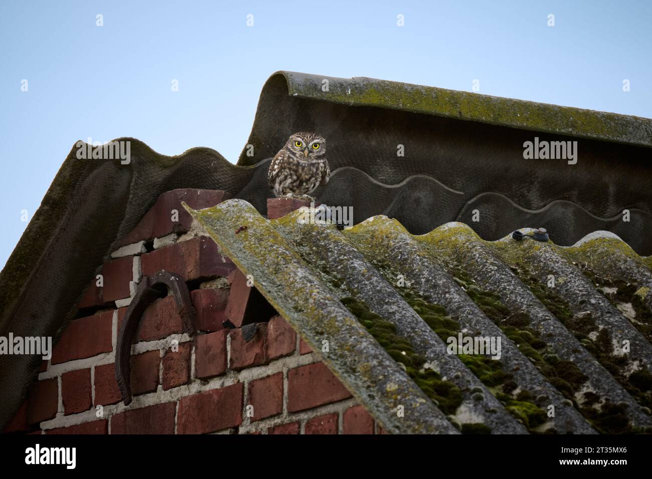 little owl (Athene noctua) also known as the owl of Athena or owl of ...