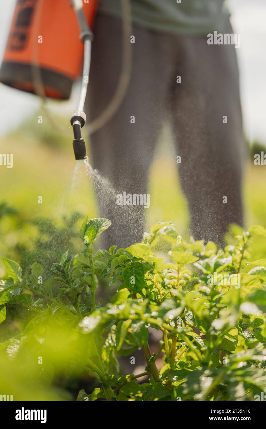 Farmer spraying insecticide on plants Stock Photo - Alamy