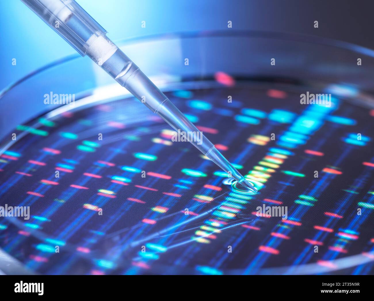 Pipetting of DNA sample in Petri dish Stock Photo - Alamy