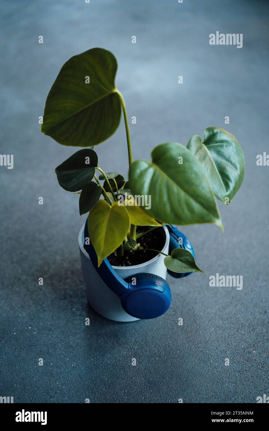 Potted plant with wireless headphones on floor Stock Photo - Alamy