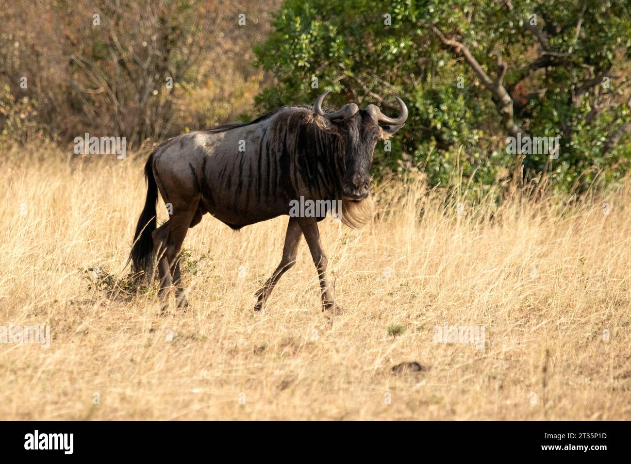 wildebeest in the African savanna at first light near the Mara River ...