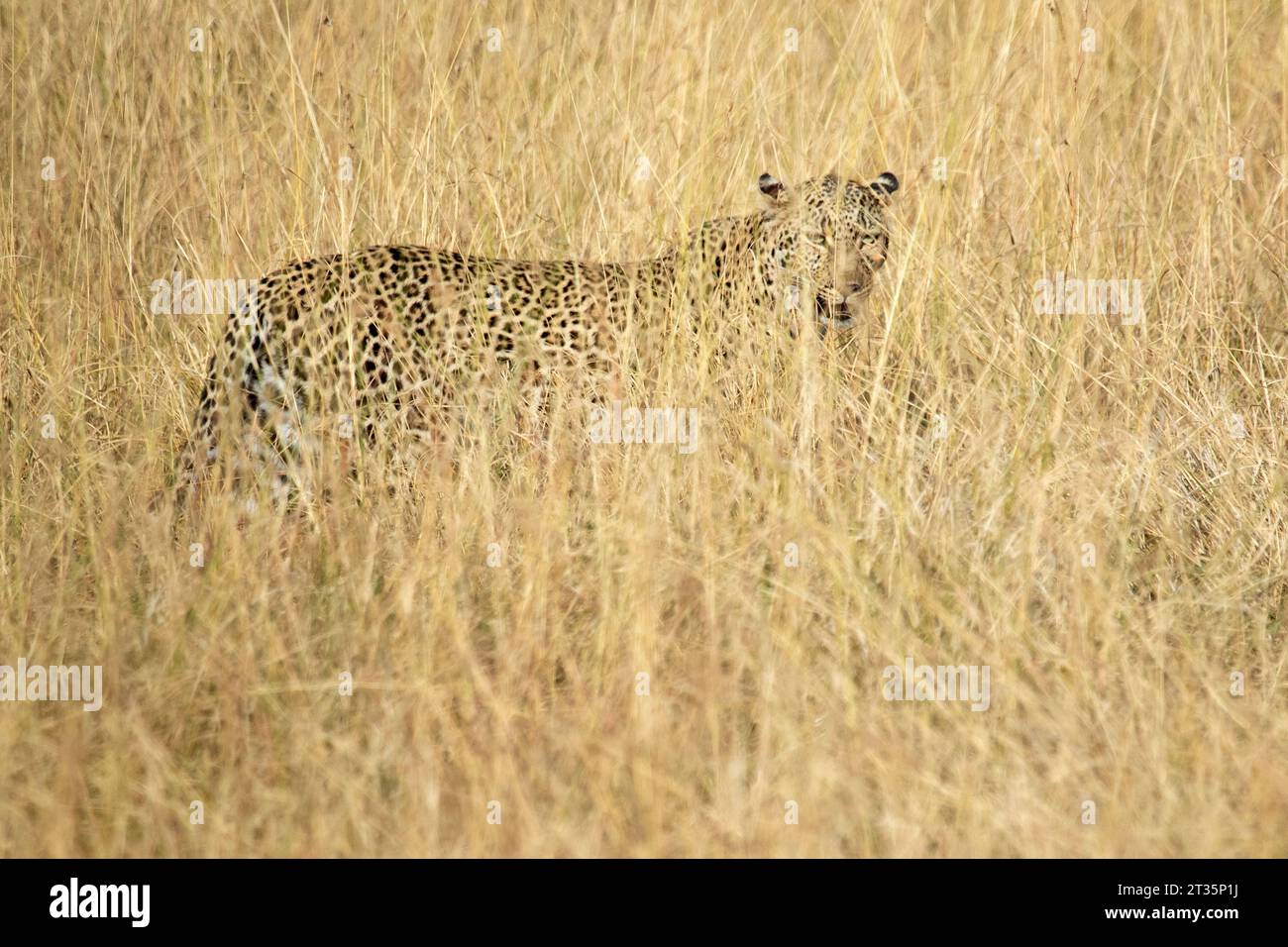 leopard in a savanna area with very tall grass at first light in the ...