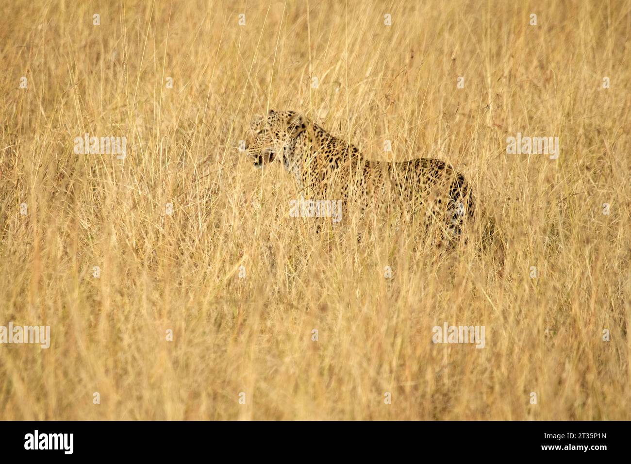 leopard in a savanna area with very tall grass at first light in the ...