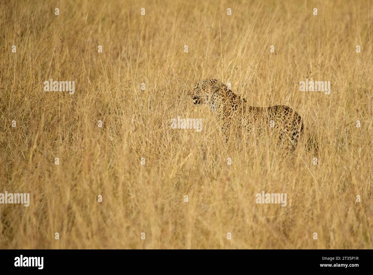 leopard in a savanna area with very tall grass at first light in the ...