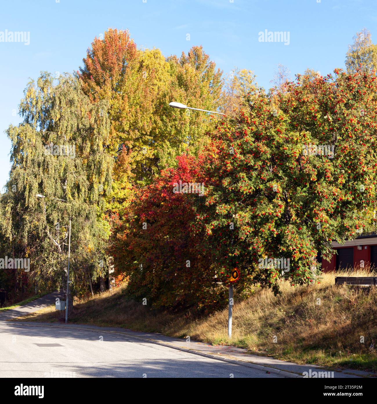 Colorful trees next to a road during the autumn. Sidewalk and roadside ...
