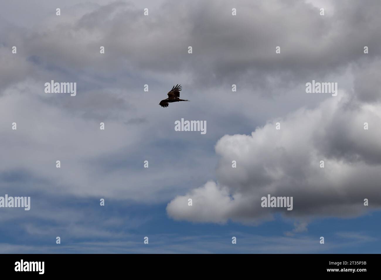 The splendid eagle, queen of the Mongolian skies Stock Photo - Alamy