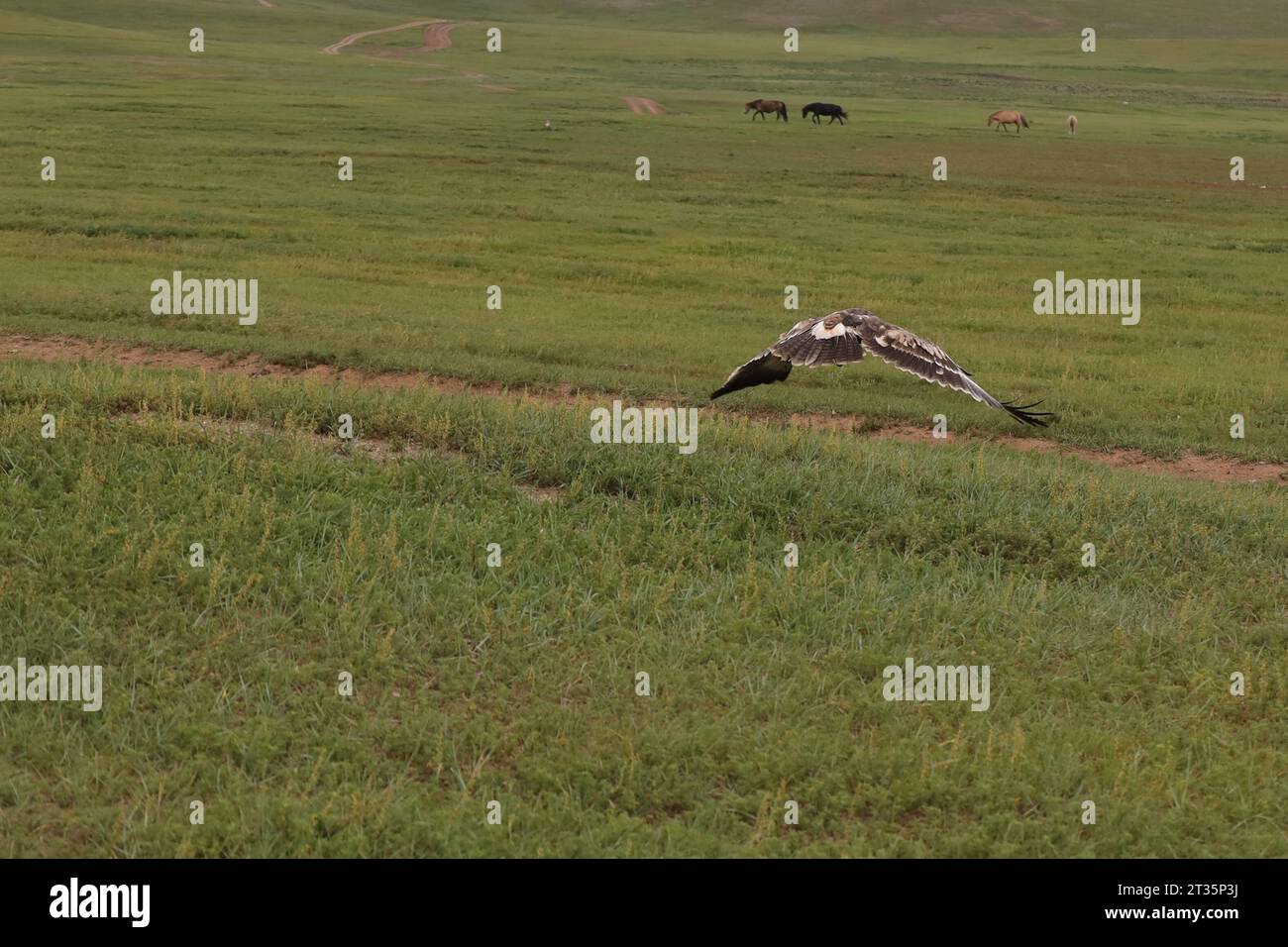 The splendid eagle, queen of the Mongolian skies Stock Photo - Alamy