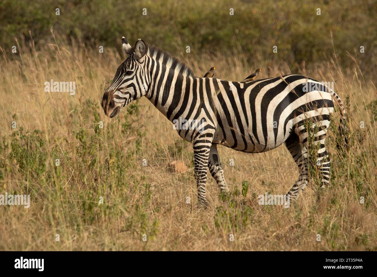 Common zebra in the savannah of the Masai Mara national park at first ...
