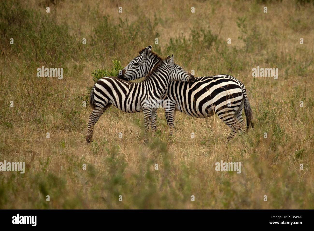 Common zebra in the savannah of the Masai Mara national park at first ...