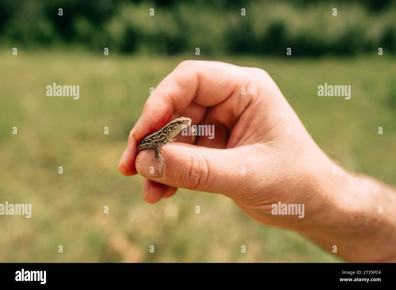 Lizard man hi-res stock photography and images - Alamy