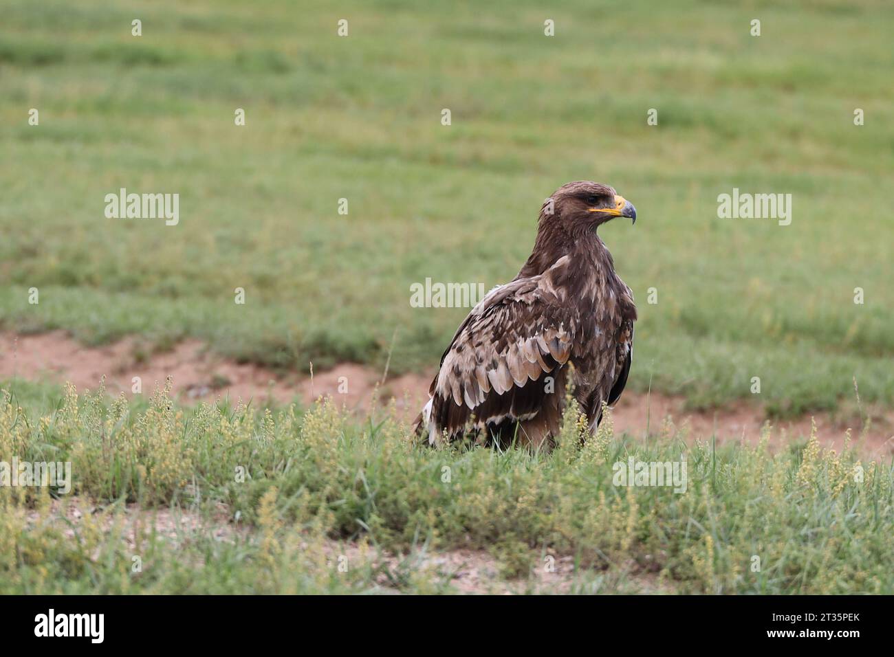 The splendid eagle, queen of the Mongolian skies Stock Photo - Alamy
