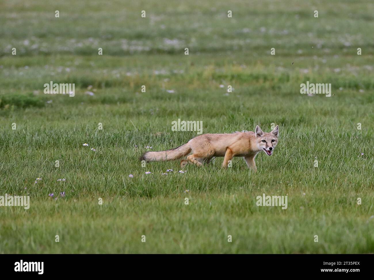 Fox hunting for food in the Mongolian steppe Stock Photo - Alamy