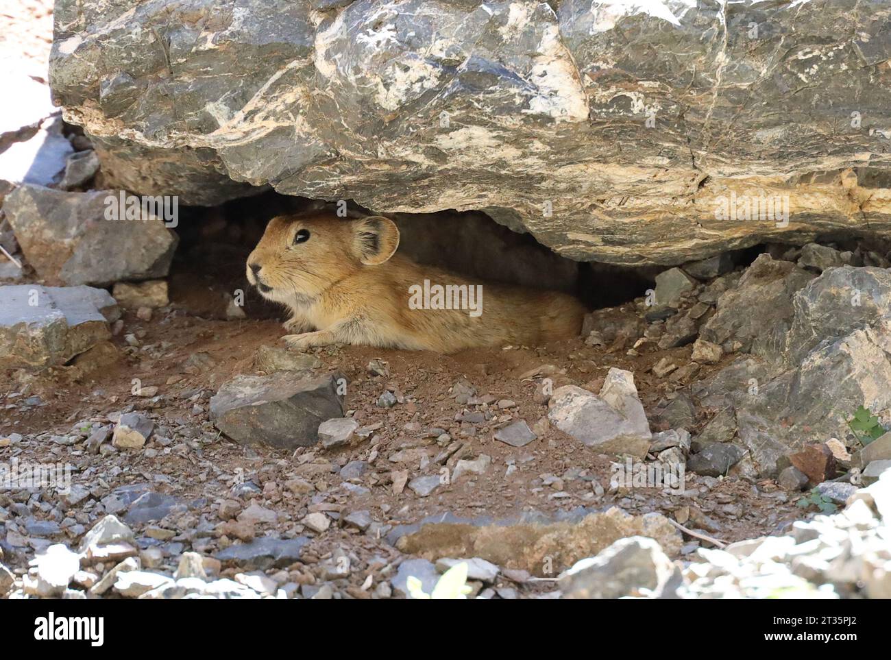 The small mammal Pika in the narrow gorge of Yolyn Am, Mongolia Stock ...