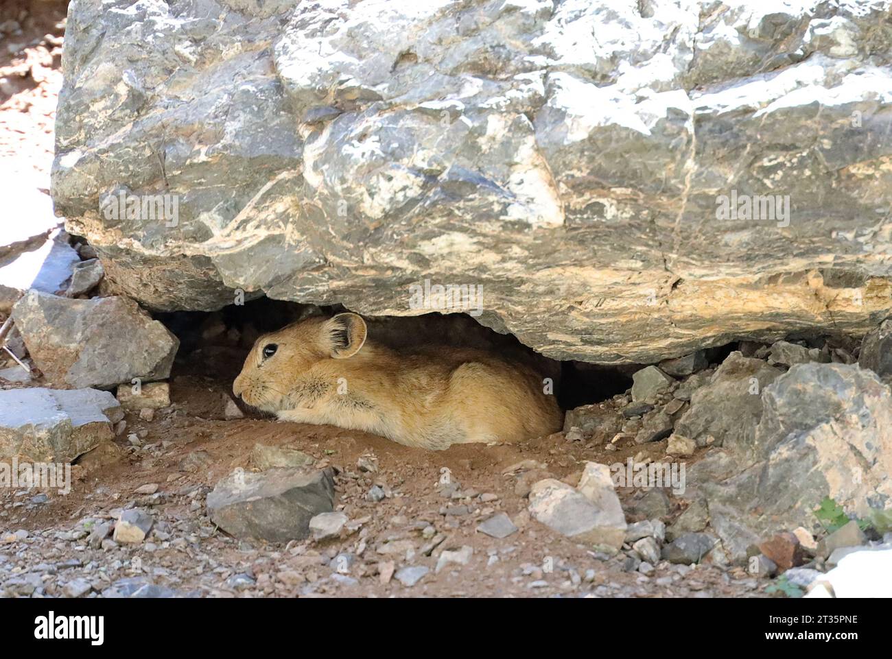The small mammal Pika in the narrow gorge of Yolyn Am, Mongolia Stock ...