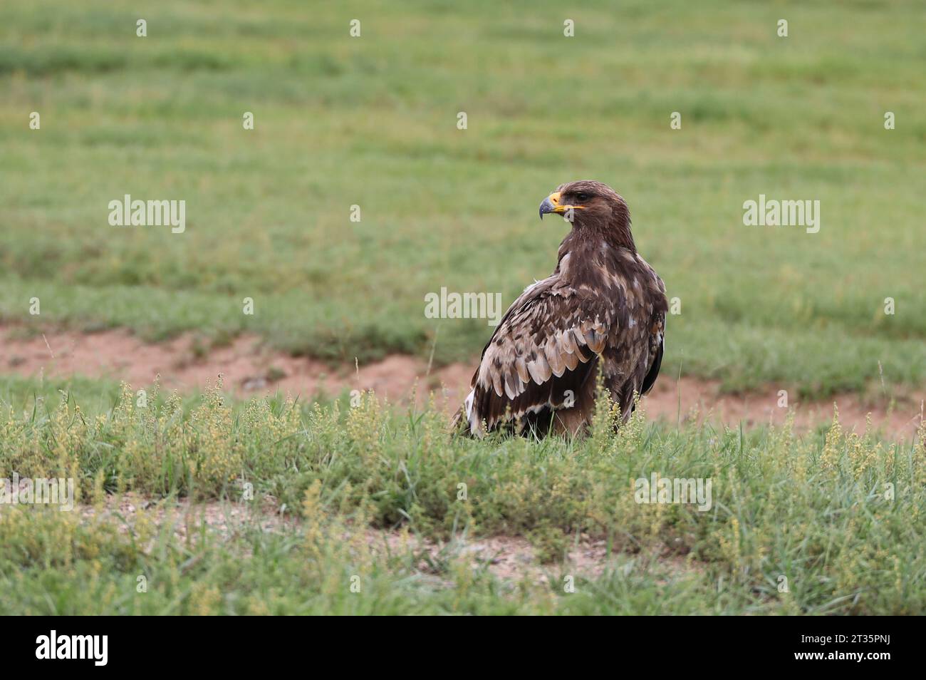 The splendid eagle, queen of the Mongolian skies Stock Photo - Alamy