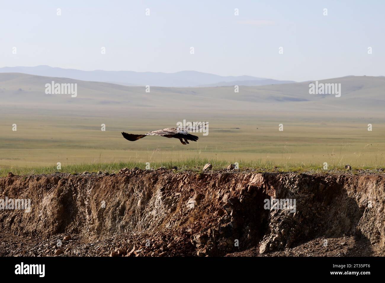 The splendid eagle, queen of the Mongolian skies Stock Photo - Alamy