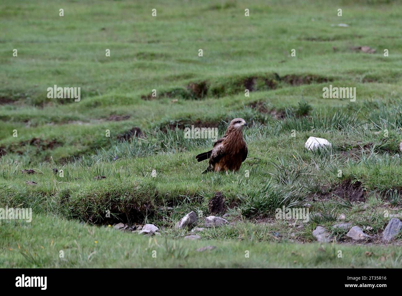 The splendid eagle, queen of the Mongolian skies Stock Photo - Alamy