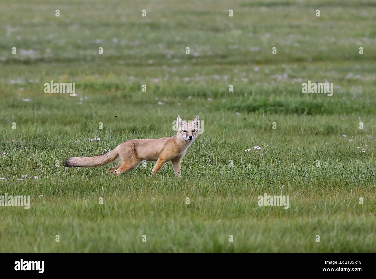 Fox hunting for food in the Mongolian steppe Stock Photo - Alamy